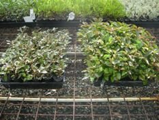 Ambiente: arrivano i vasi in lolla di riso - Mondopratico.it