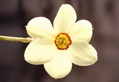 Il Narciso Actaea vince il premio 'Bulbo primaverile 2009 ...